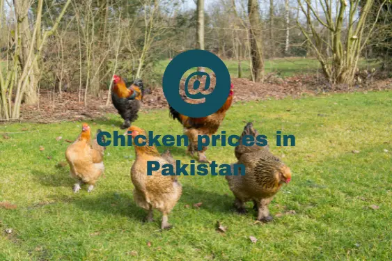 Chicken rate today in Pakistan- Latest Prices
