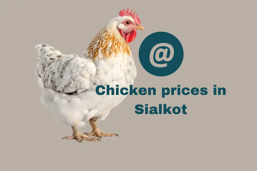 Chicken rate today in Sialkot- To facilitate our viewers 2025